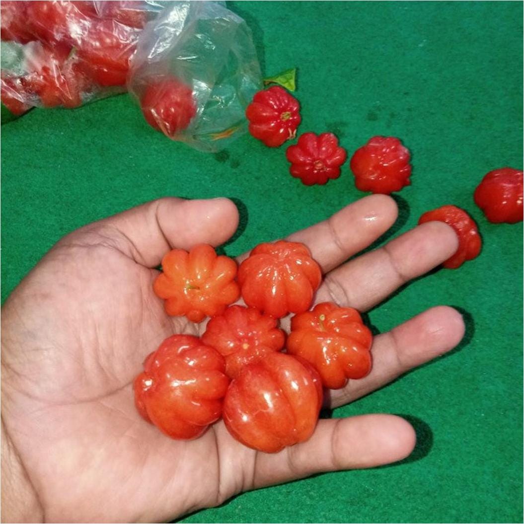 Bibit Tanaman Buah Dewandaru Unggul Garut Berkualitas | by Jasmin Buah ...