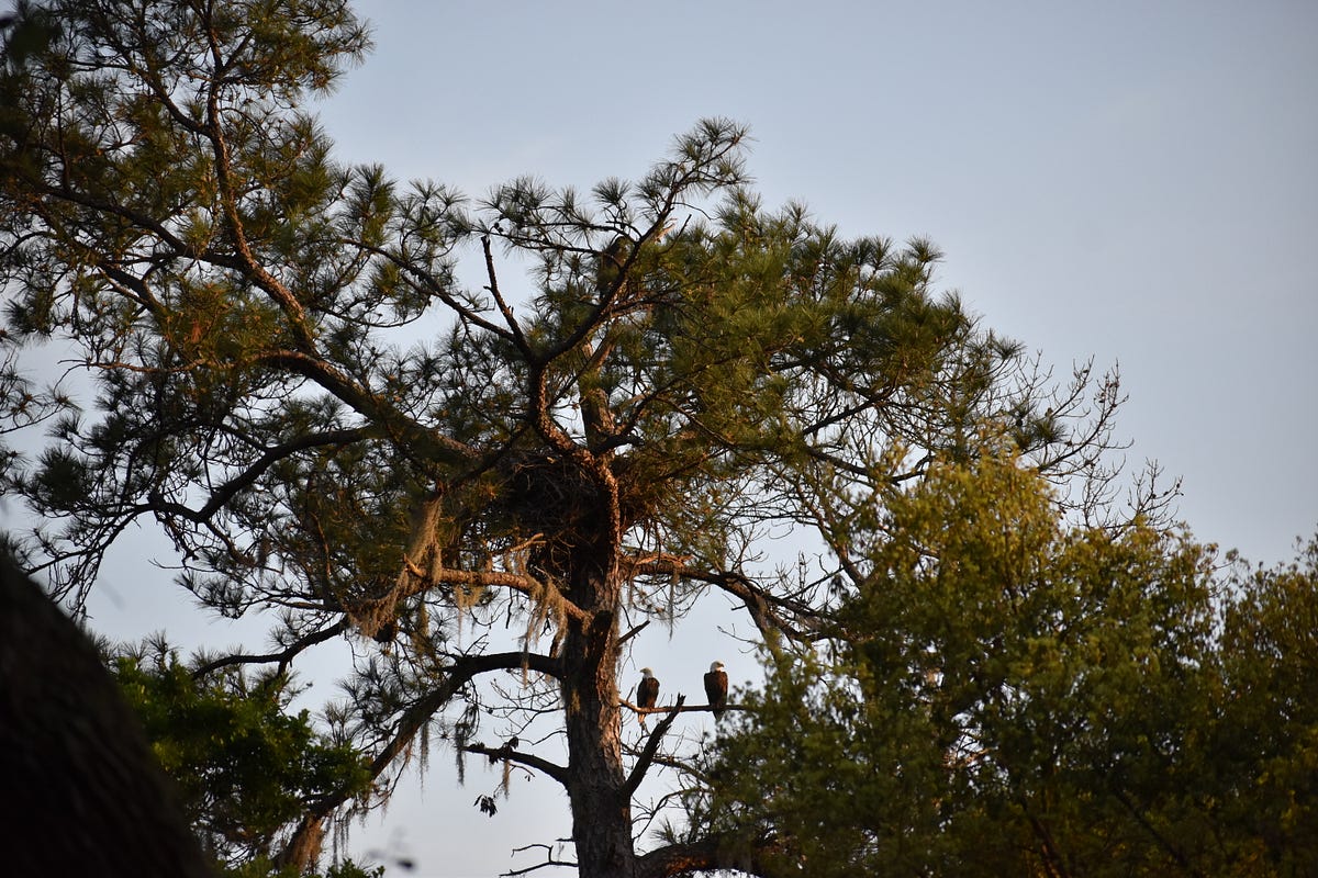 Bark to the Future: 150-Year-Old Pine Trees Reveal Time-Travel Secrets ...