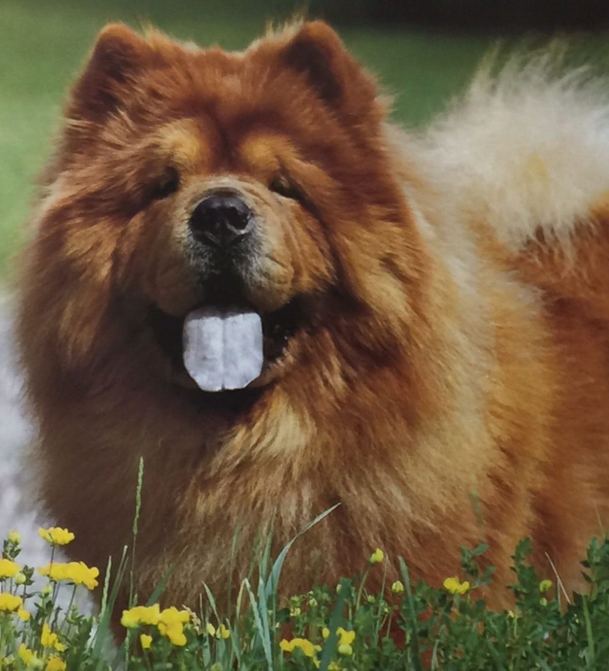 5 Fun Facts About the Chow Chow. The Chow Chow is the dog breed so nice ...