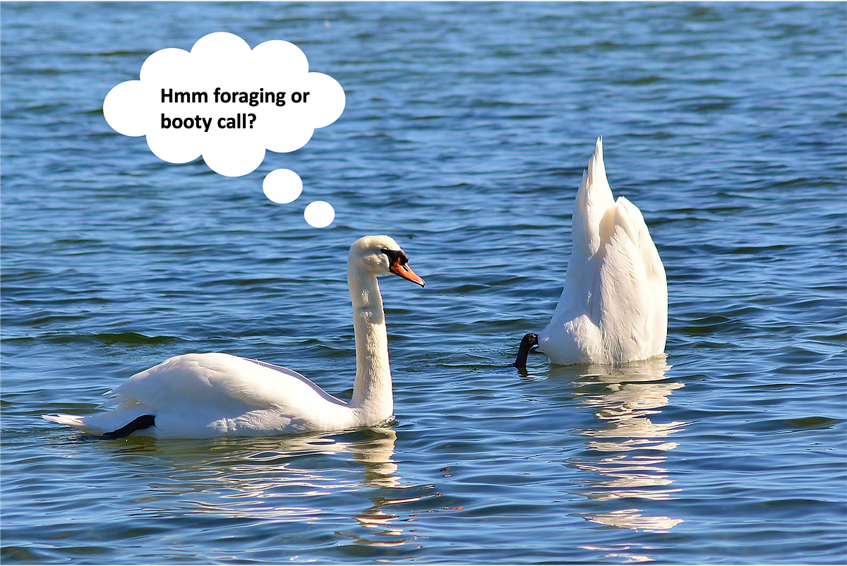 Birds Flying High — Swans and Opiates | by Paula Singliarova ...