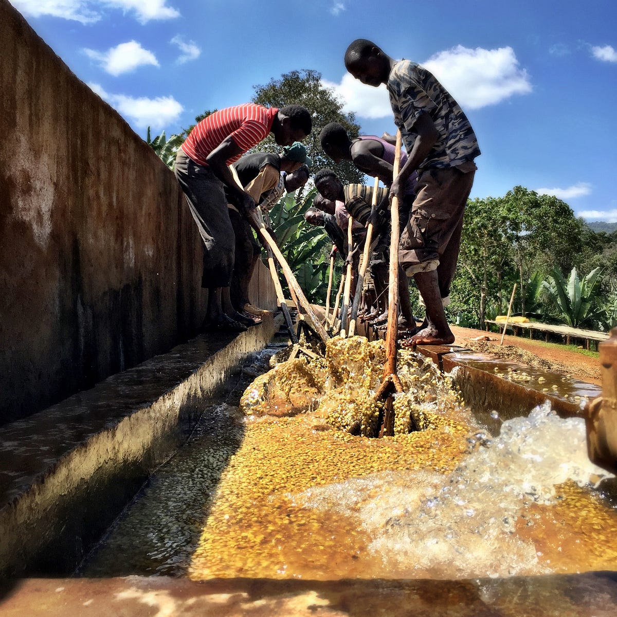 On wet milling. How do you wet mill your coffee? | by Carl Cervone | Medium