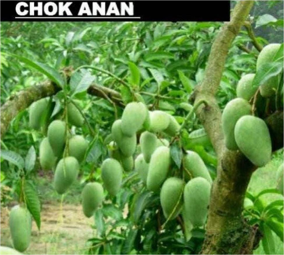 Bibit Mangga Chokanan S Le 1 Tahun Buah Majalengka | by Jasmin Buah | Medium