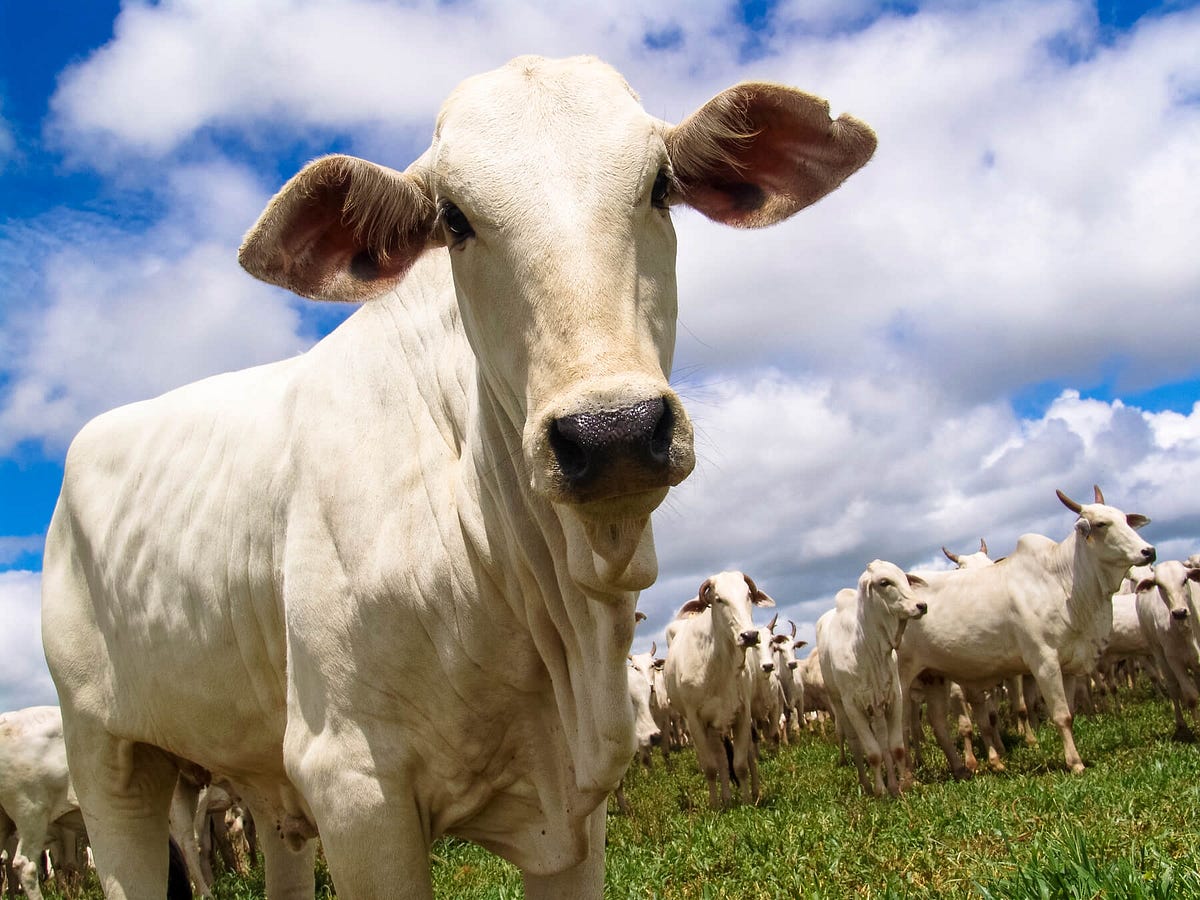 A importância de cuidar do bem-estar dos animais | by fabio | Medium