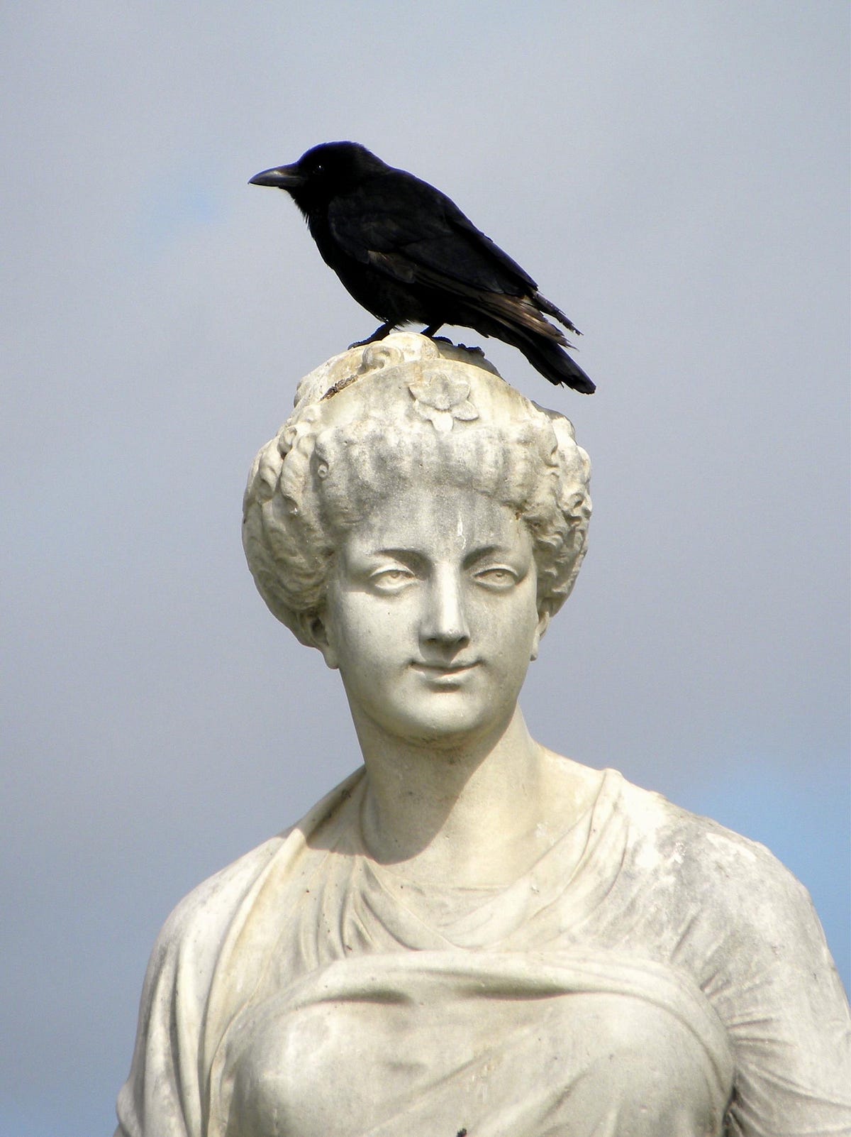 Raise crows, and they’ll peck out your eyes. (No good deed goes unpunished.) | by Liora Vogel ...