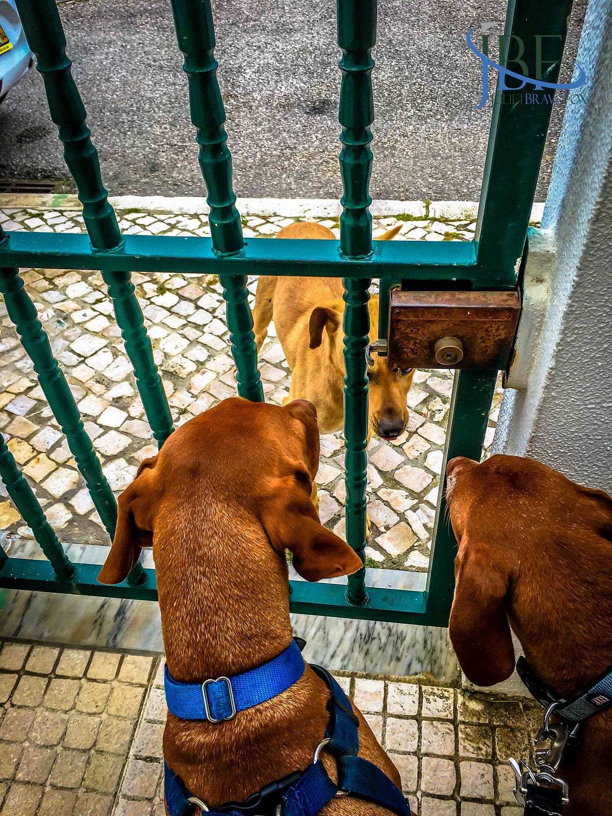 The Portugal Pack. Adjusting my dogs to their new home… | by Julie ...