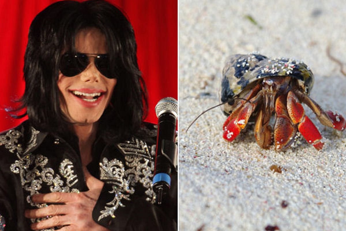 Um caranguejo em nome de Michael Jackson | by MJ Fans | MJ Fans | Medium
