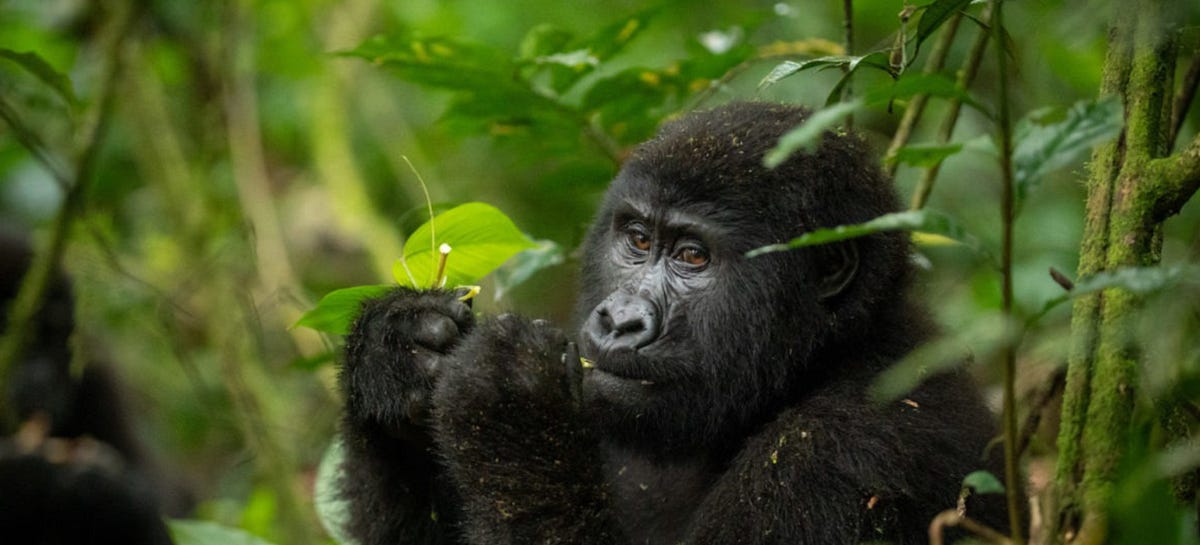 Kenya gorilla safari form Nairobi and Masai Mara | by Eria davsafaris ...