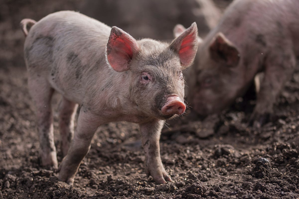 Electric Fencing for Pigs: A Beginner’s Guide | by Goldpine NZ | Medium
