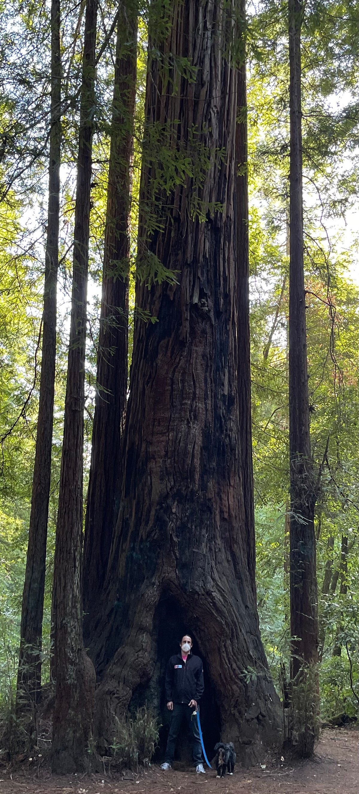 10 Things About… the Redwoods. 10 Things about Redwoods | by Miguel ...