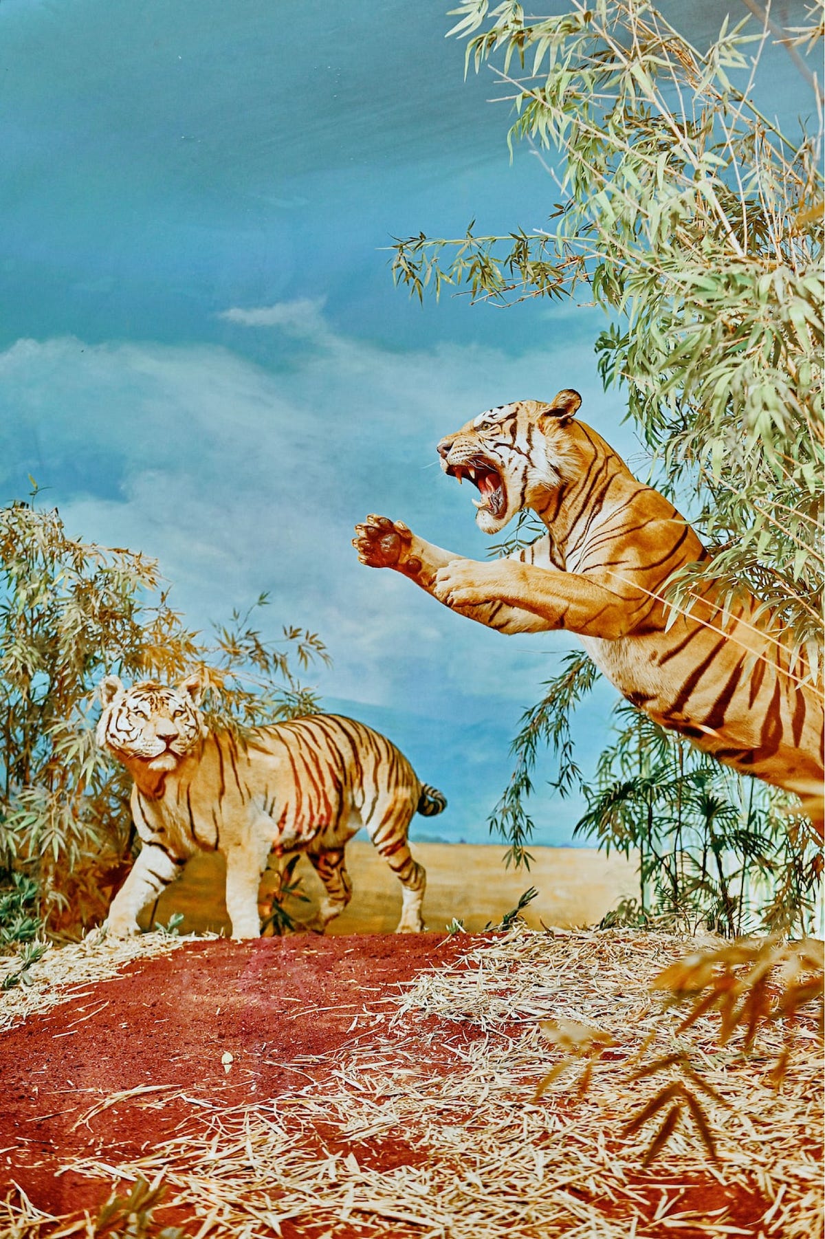 The Wild Tiger. “A tiger never loses sleep over the… | by Emeli Galvez ...