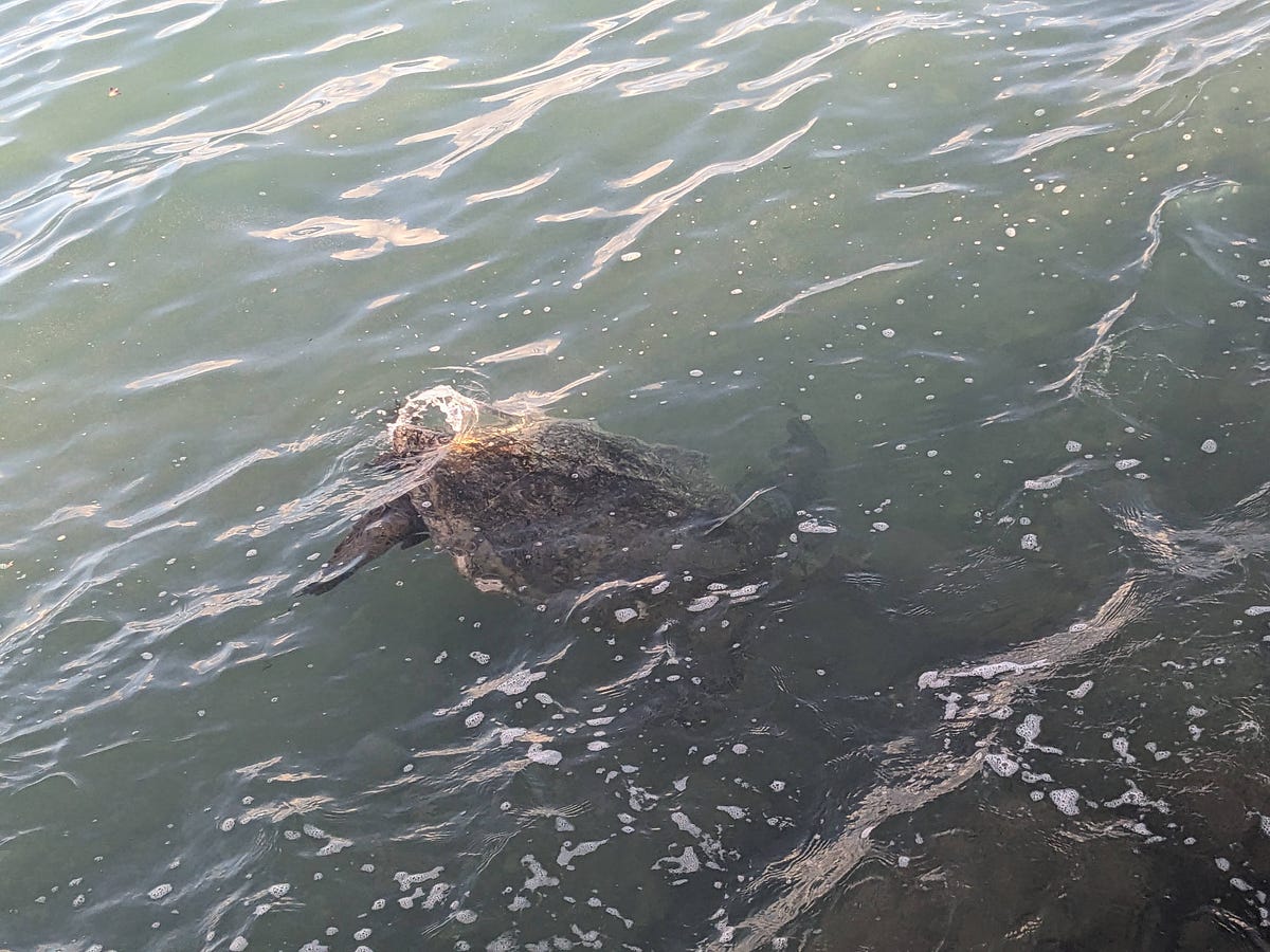 Eye-to-Eye Turtle Encounter. I made a turtturrll friend in Maui | by ...