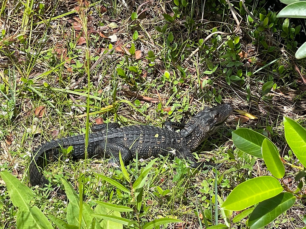 What You Can Learn From an Alligator | by Dan Ballagh | The Orange ...