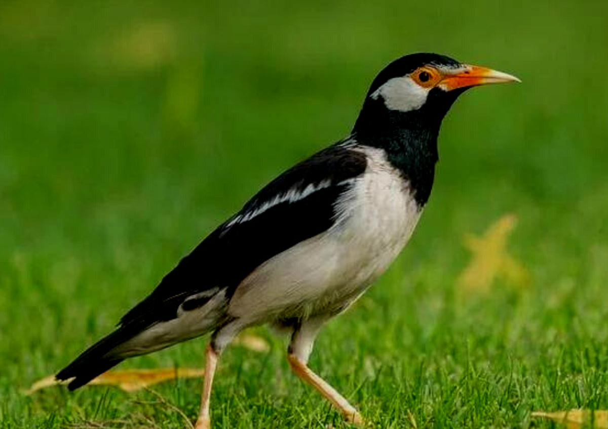 5 jenis burung jalak yang bisa dipelihara di rumah Tertarik? | by Rahma ...