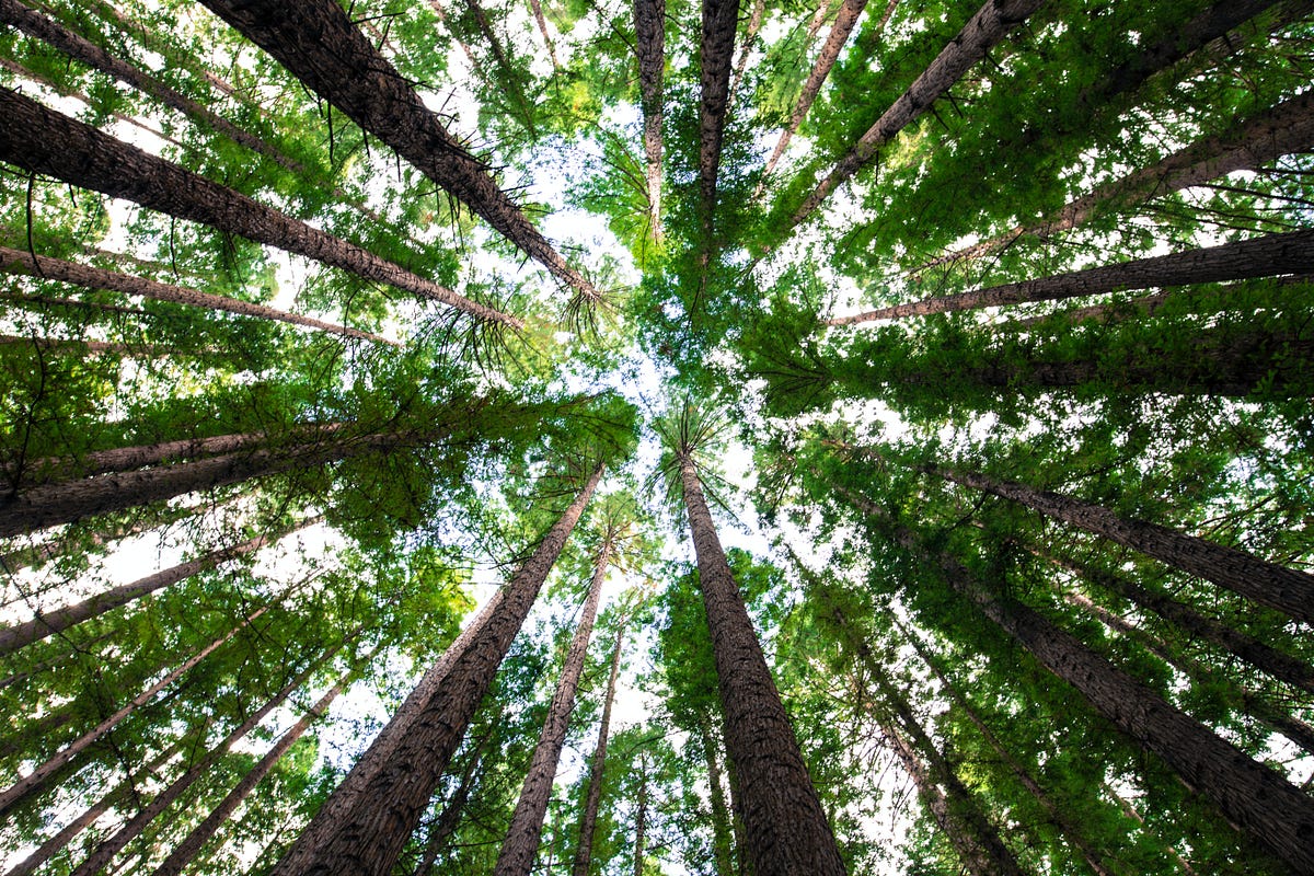Demystifying Tree-Shaking in Angular: Optimizing Your Application | by ... Demystifying Tree-Shaking in Angular: Optimizing Your Application | by ...