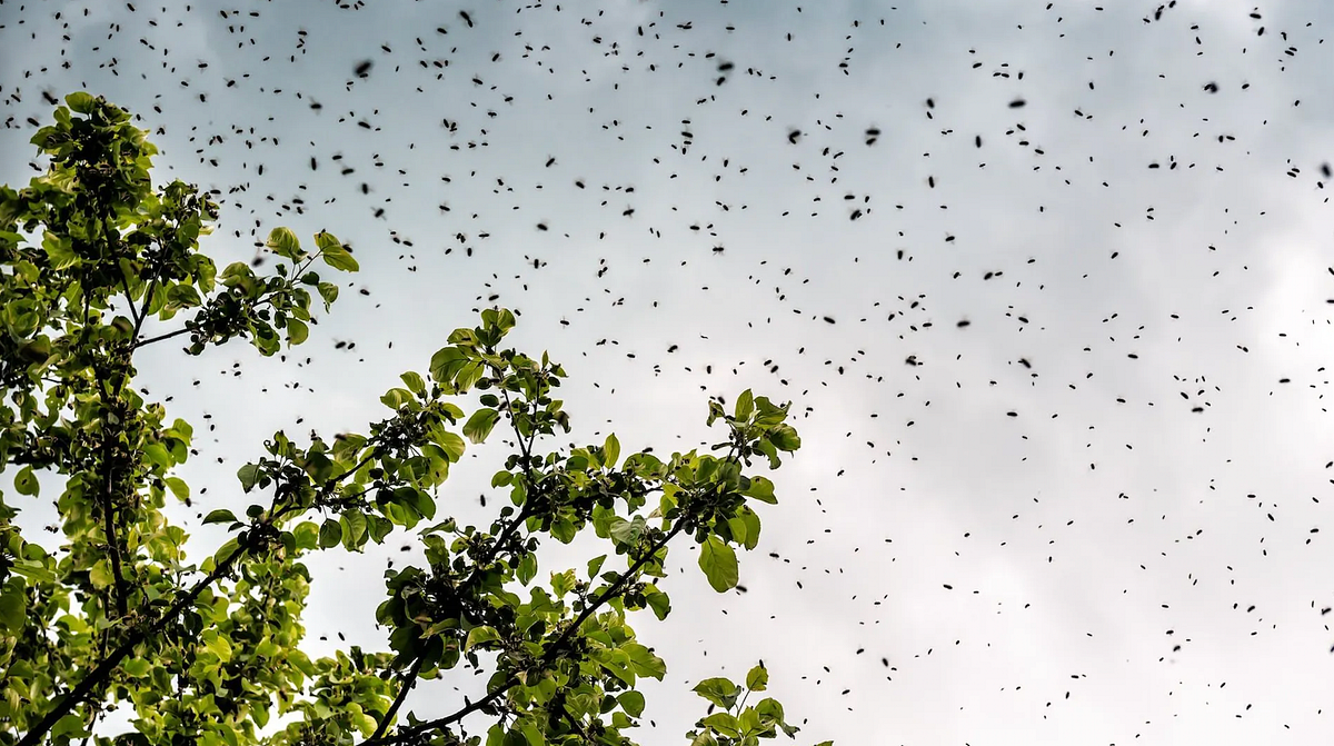 Air Pollution’s Hidden Toll on Pollinator Health | by Mateo Kaiser | Medium