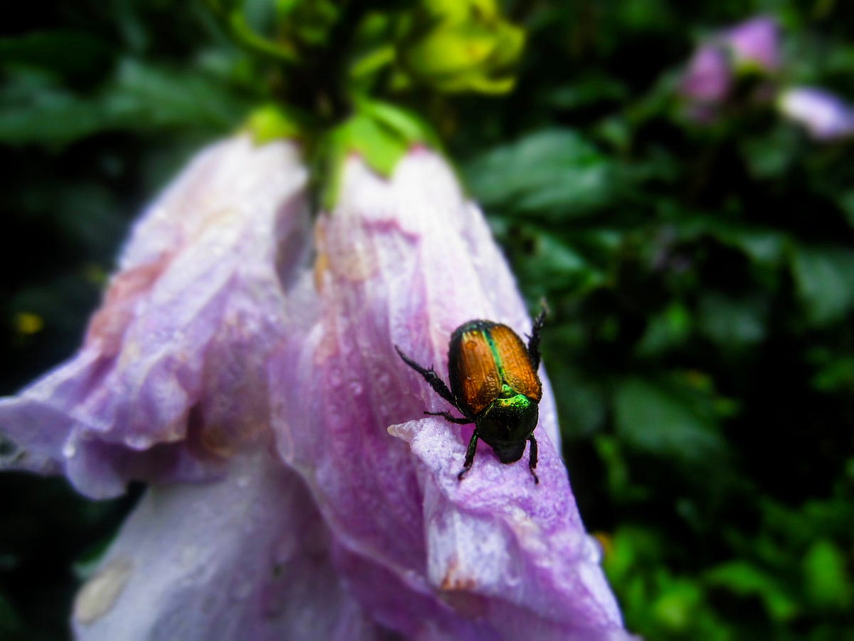 Dawn’s Early. Beetle’s song, a distant call dawn’s… | by Elizabeth ...