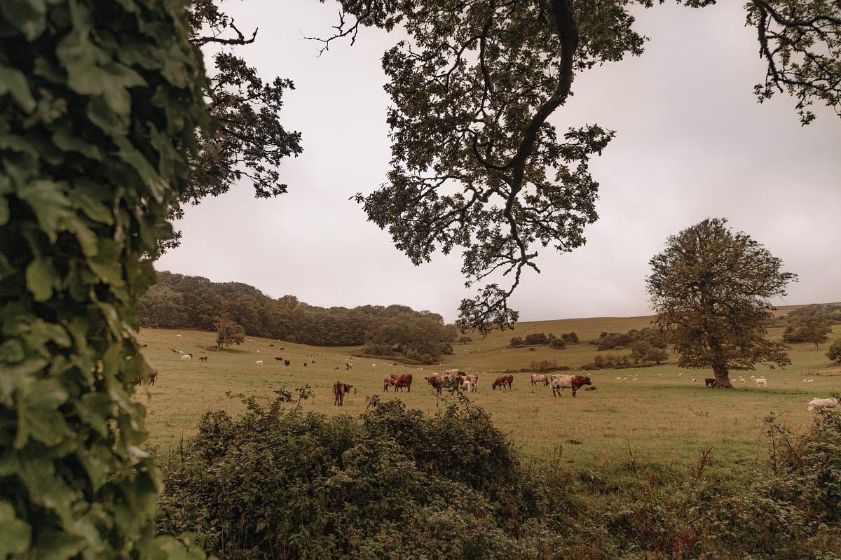 Appuldurcombe in Autumn — a somatic and sensory place | by Emma Elobeid ...