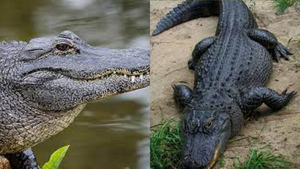 Alligator has bites a man in Florida spring in Ocala National Forest ...