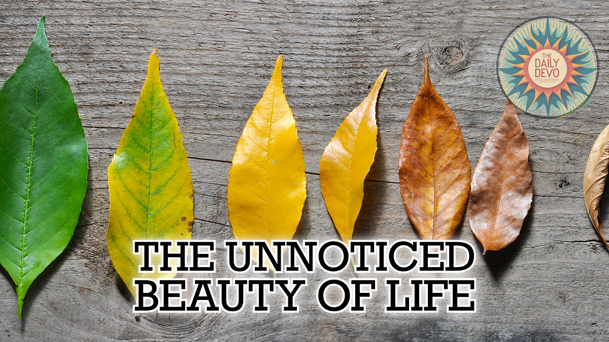 The Unnoticed Beauty of Life. Amid life’s tumult, a profound beauty… | by Leon Bloder | Medium