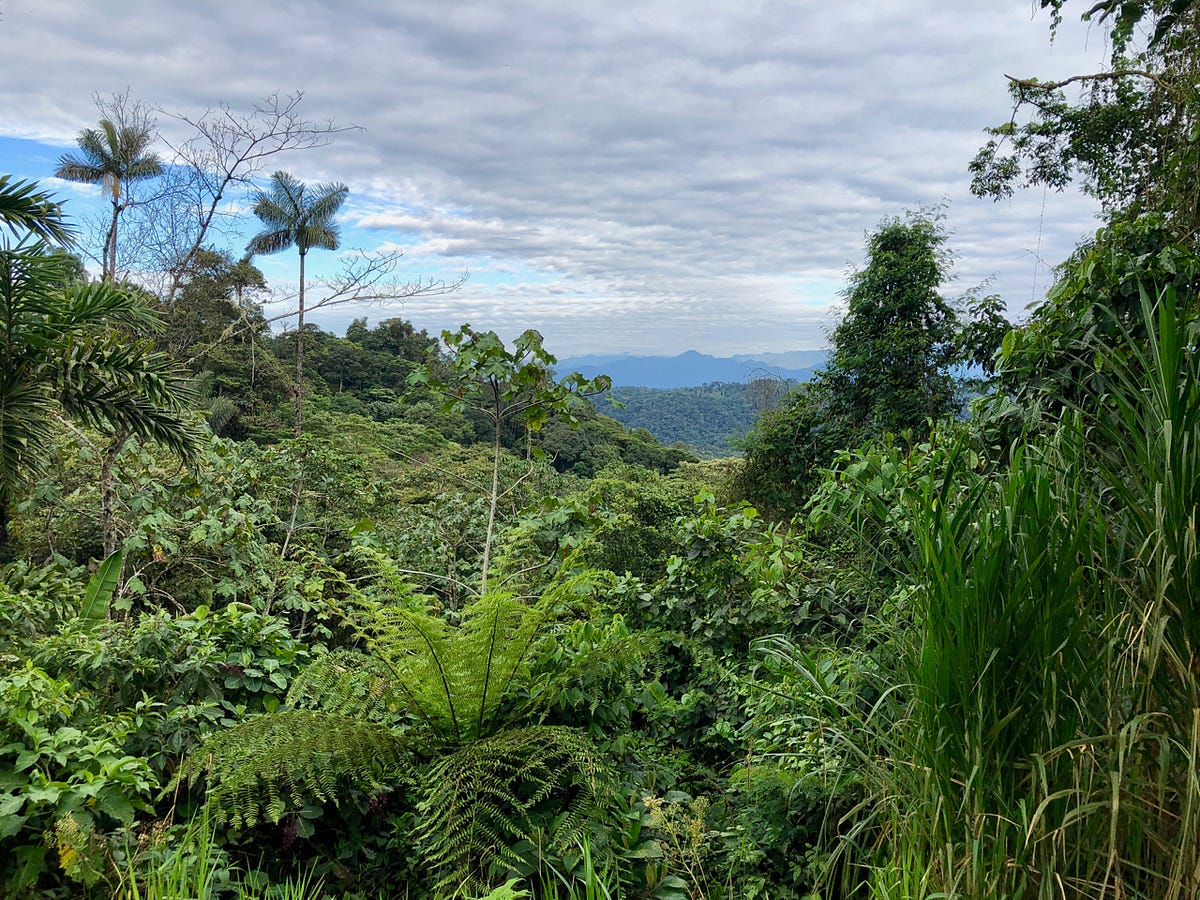 Last Stand for the Amazon?. Visions of Fire | by Travis Knowles | Medium