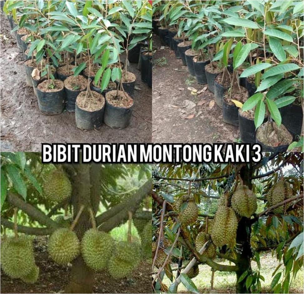Bibit Durian Montong Kaki 3 Tanaman Buah Super Gianyar | by farzan bibit | Medium