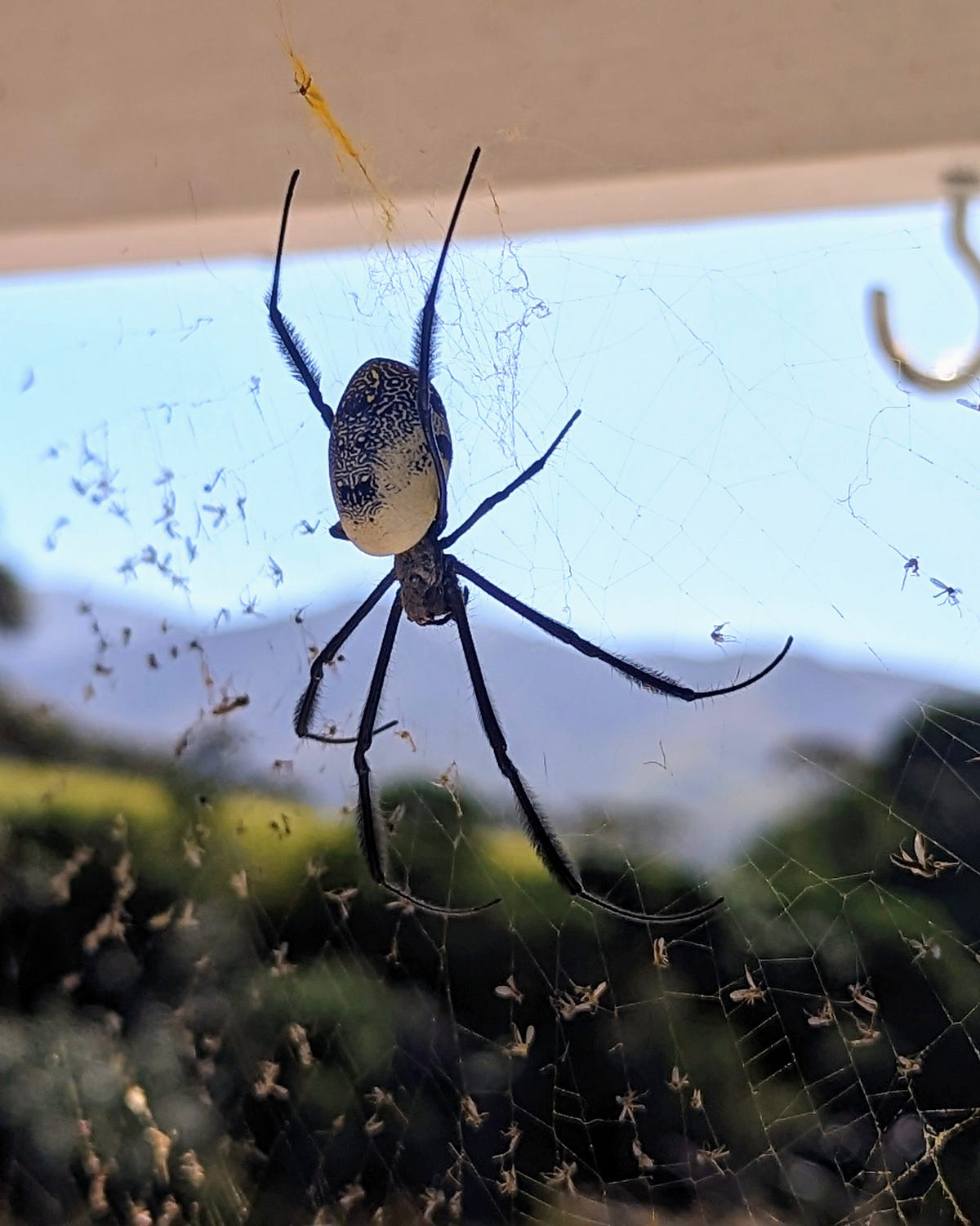 The Spider — Part 2: the end. Okay, so I gave it away in the title ...