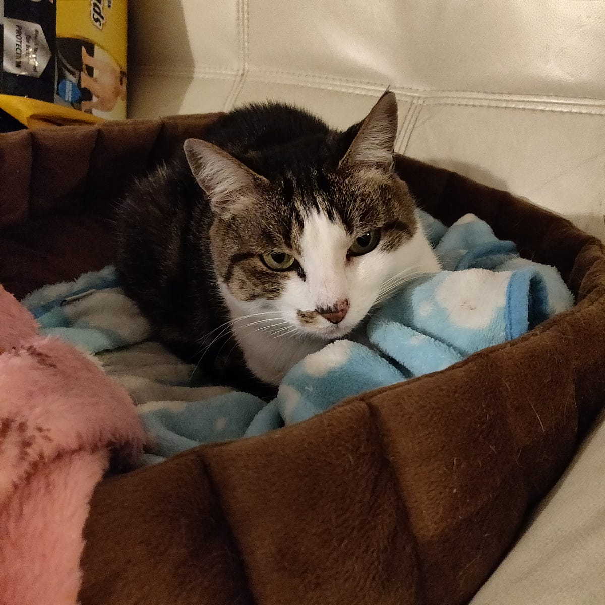 Foul-Smelling Felines. What cases the nasty cat odor and How… | by ...
