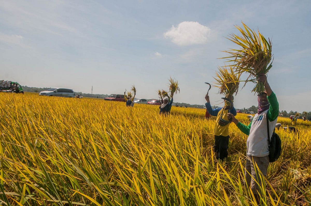 Panen Padi: Meningkatkan Produktivitas dengan Alat Perontok Padi | by ...