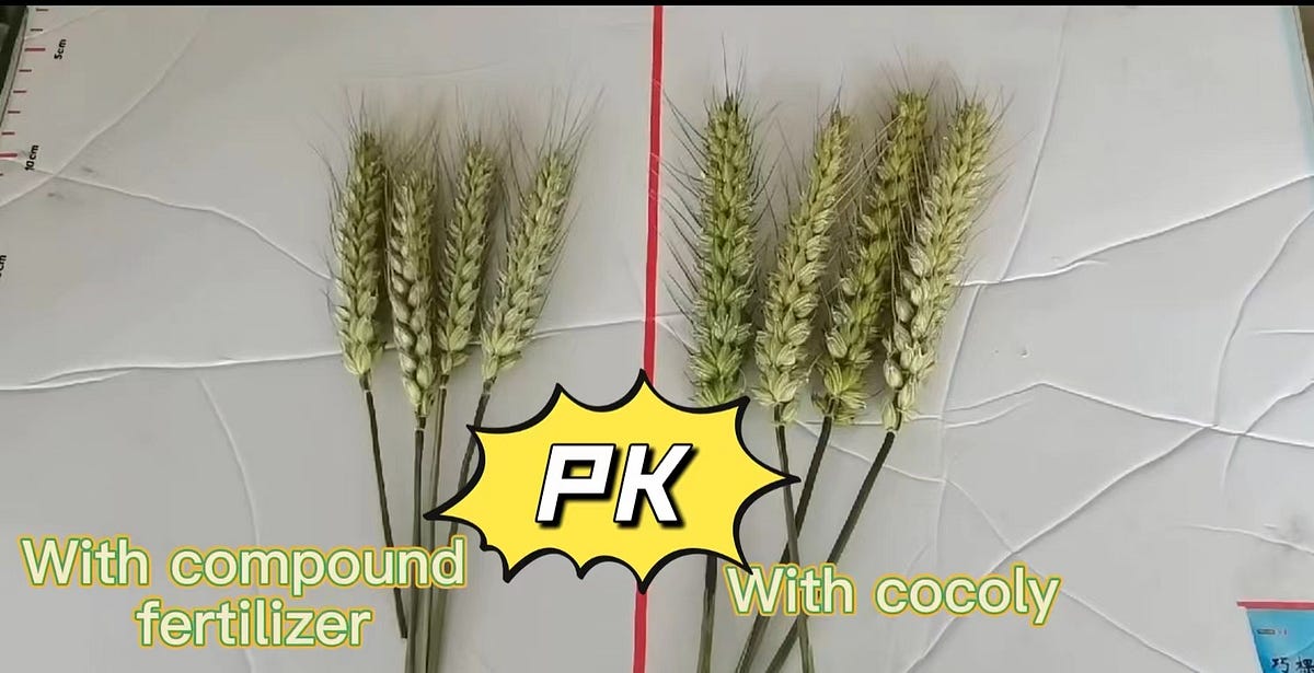 Cocoly granular water-soluble fertilizer has a remarkable effect on ...