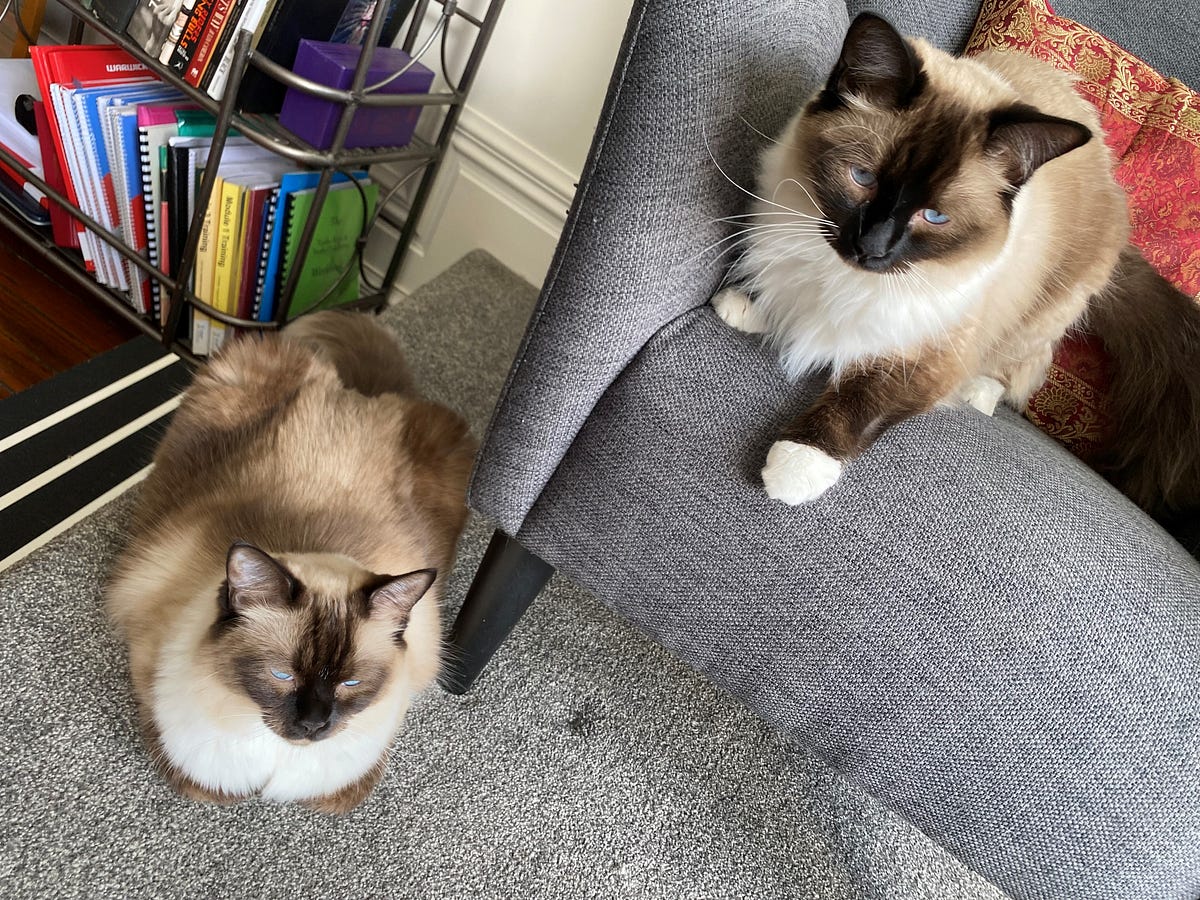 Crazy Cat Lady Mourns. A ginger male without a tail is missing… | by ...