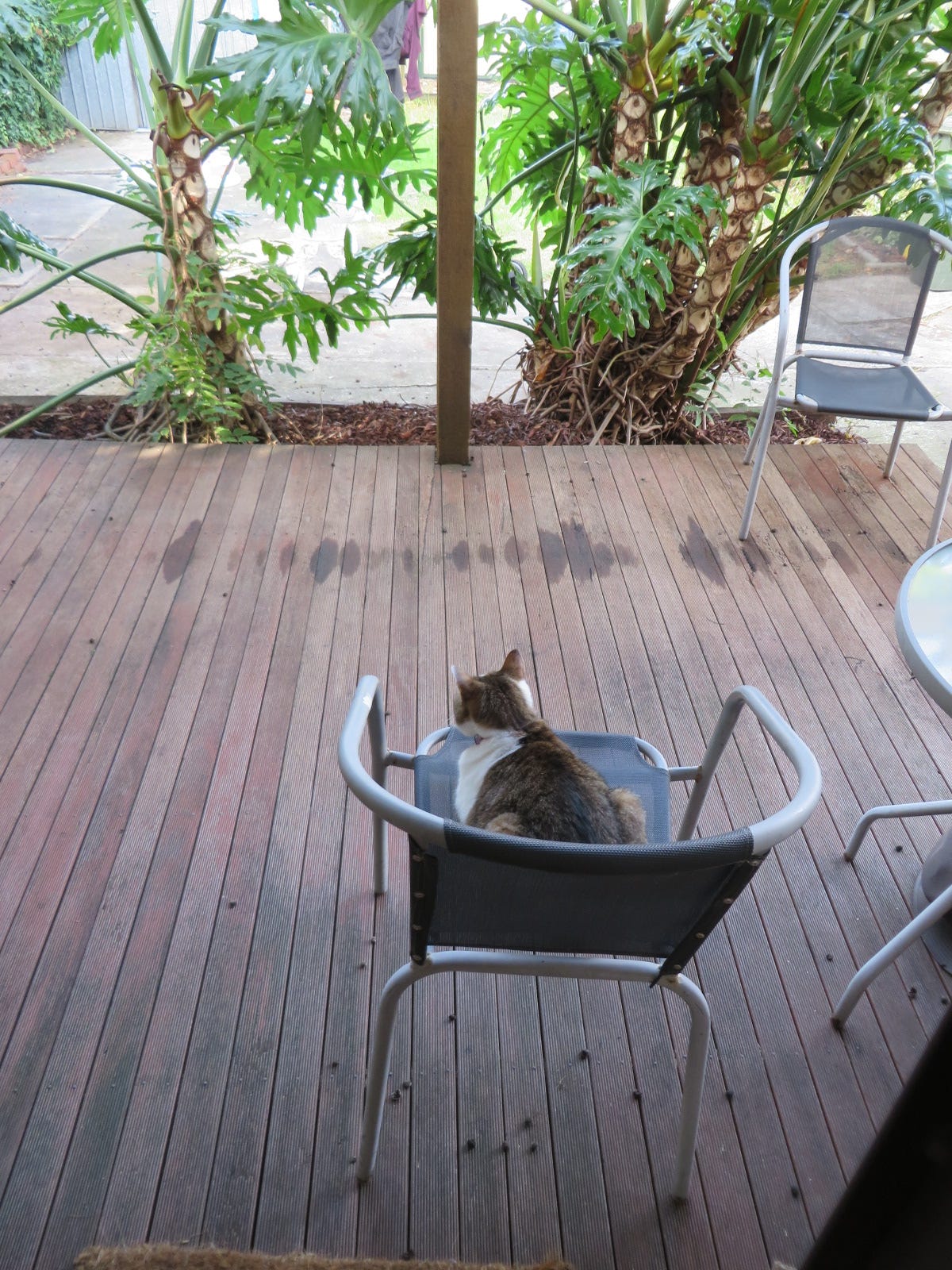 Sad Cat Stories | by Trigona carbonaria | Medium
