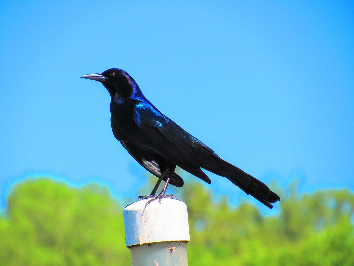Impressed with a Bird, Not an Eclipse | by Dennett | Weeds ...