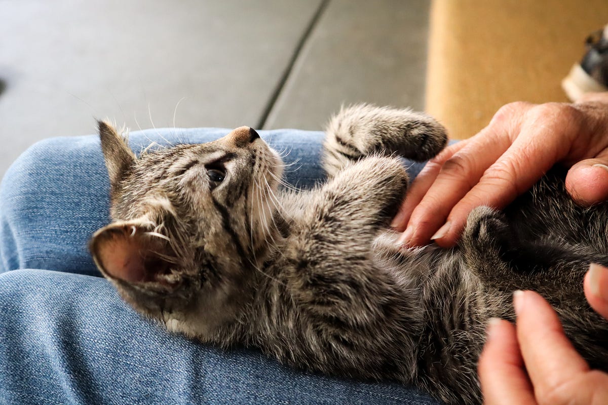Purr-fect Life Lessons: What Our Furry Friends Teach Us About Living ...