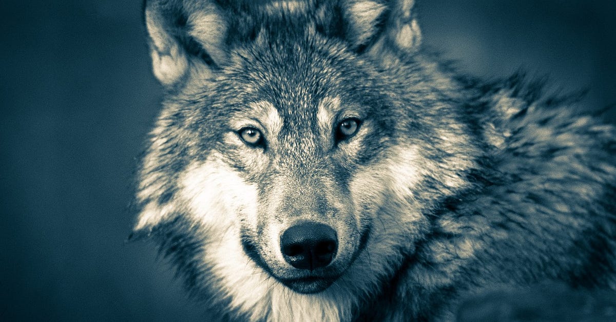 Are wolves really all that bad?. Most people share the misconception ...