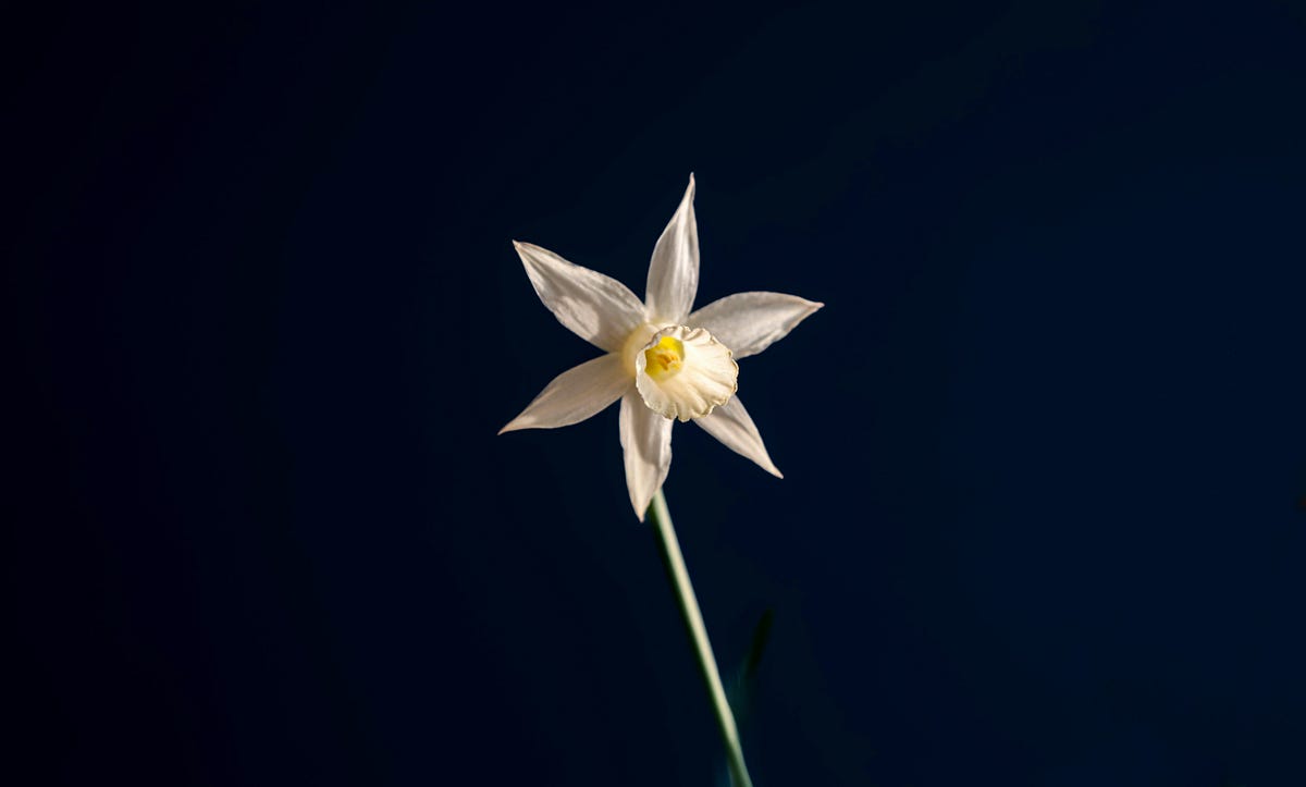 Tip for Improved Writing: Clarity via Simplicity | SYNERGY