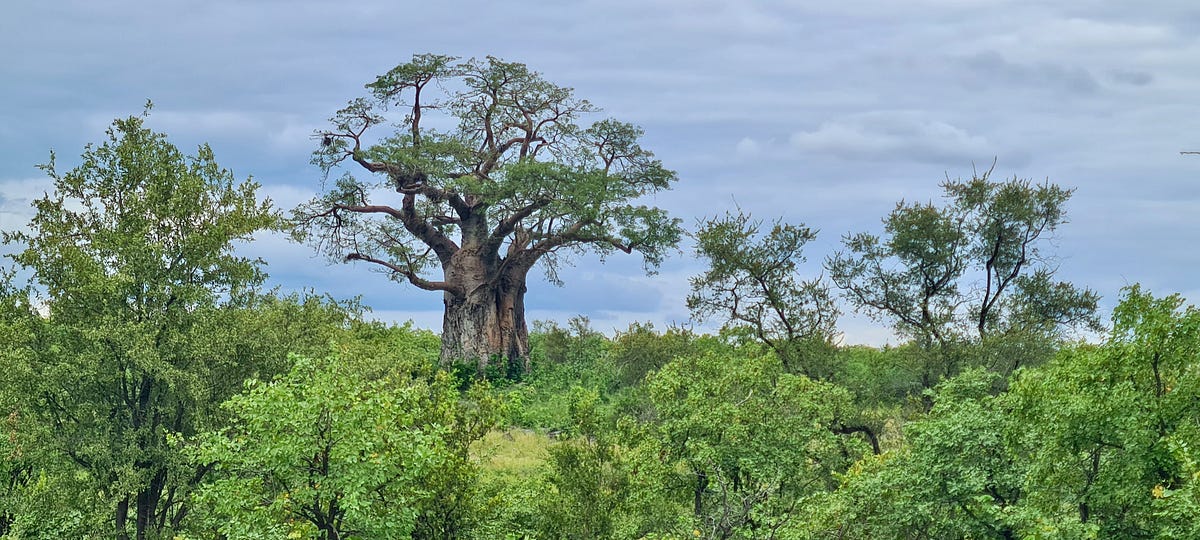 Baobab (Adansonia digitata L.) — The Majestic “Tree of Life” of the ...