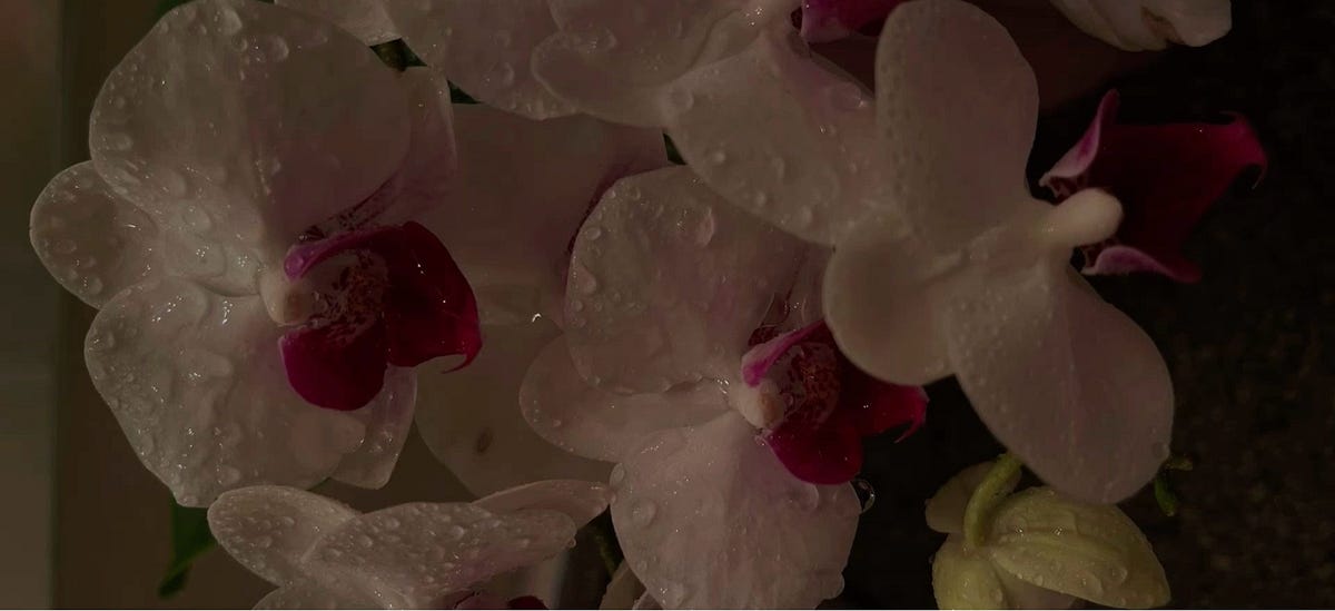 eclipsing the self: the sublime art of dissolving into quiet | by sabr ...