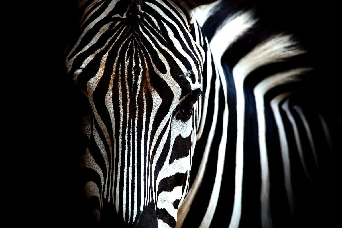 The Zebra Story: Why You’re Afraid to Be Seen | by Marc Yaacoub | Mar ...