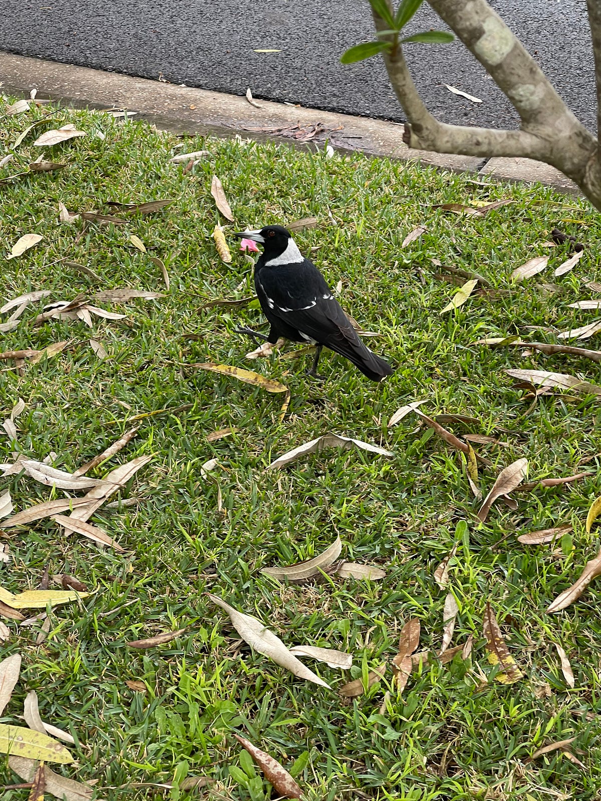 Walking With Magles The Magpie. Magpies are Curious and Comforting ...