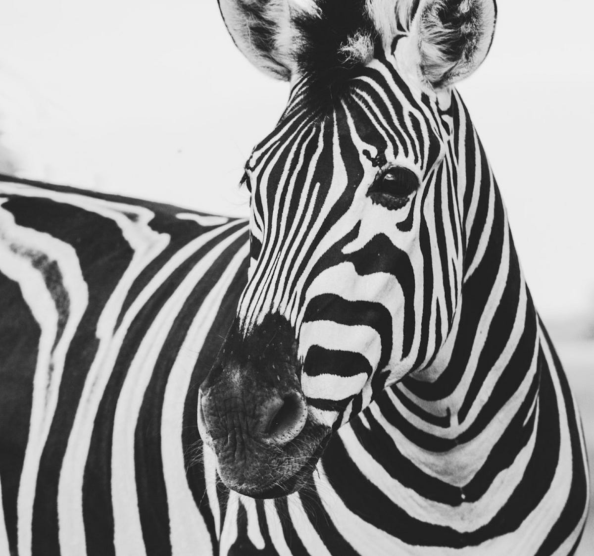 Wildlife conservation teaches you that sustainability means doing the ...