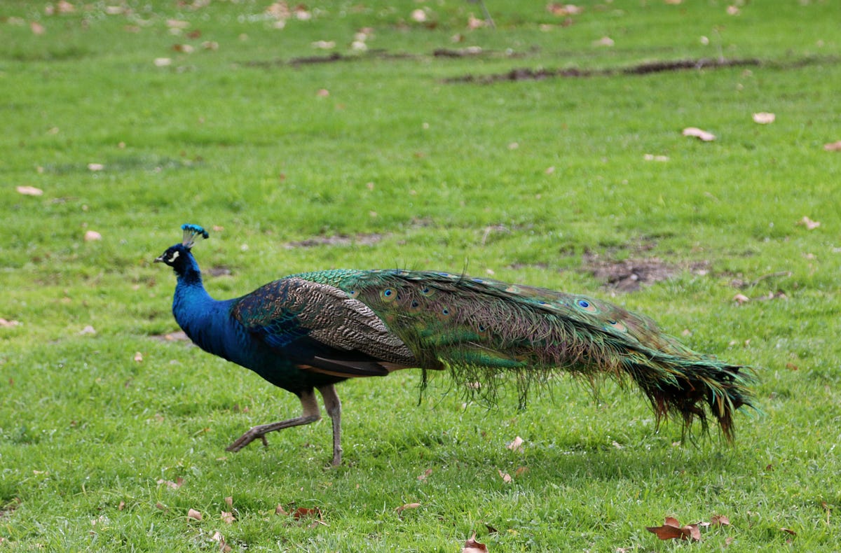Watching Peacocks in California. I saw a peacock picture and could not ...