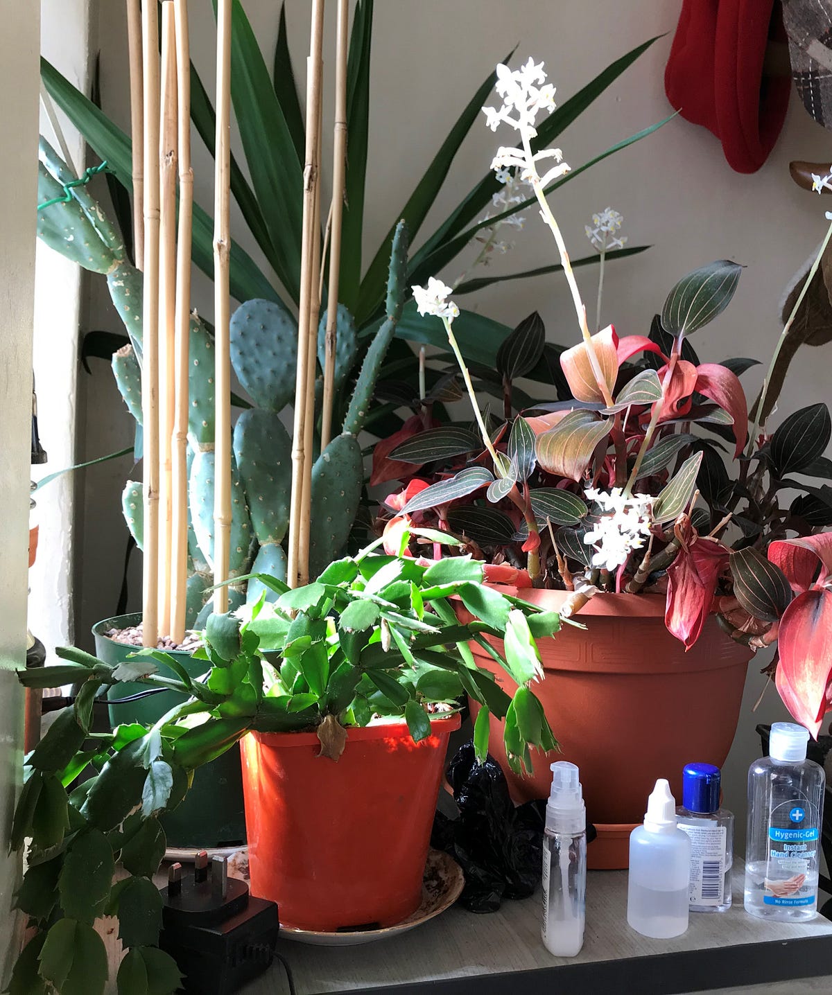 Just Looking At Plants? | by Penny Grubb | The Daily Cuppa Grande