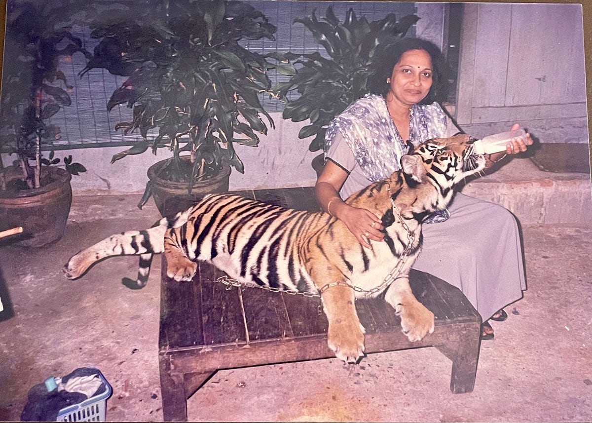 The Day I Fed a Tiger Cub. A lesson in compassion | by Dr Arundhati ...