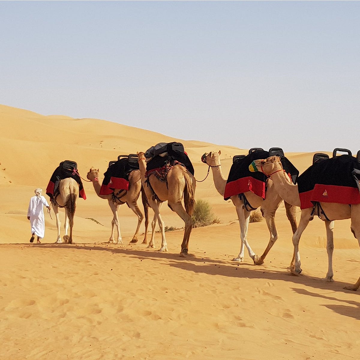 Camel Ride on Dubai desert tours at an affordable rate - Luxury Dubai ...