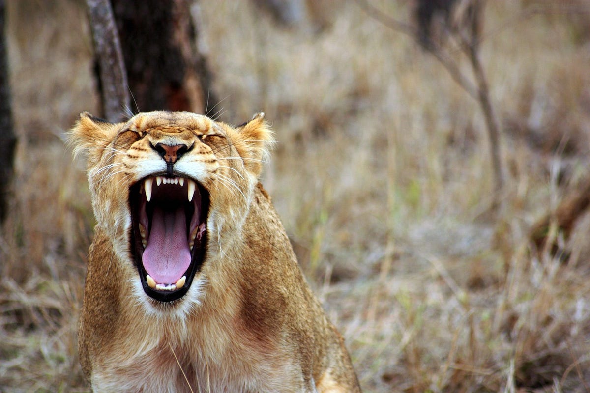 Dear Bad Writer, Stop Using Profanity as a Crutch | by Todd Brison ...