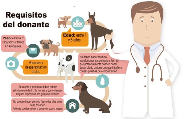 Que Tipos De Sangre Tienen Los Perros
