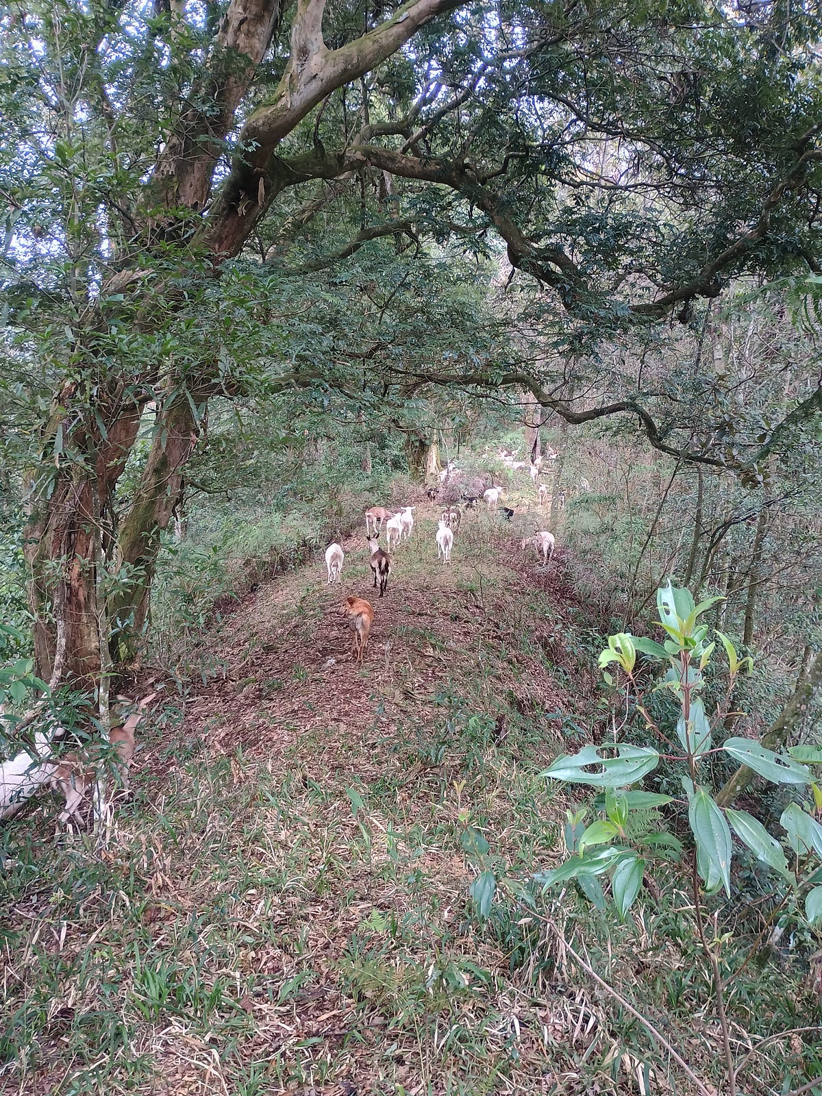 The Forest That Makes Our Cheese Smarter | by Jairo Rodriguez Garza | Medium