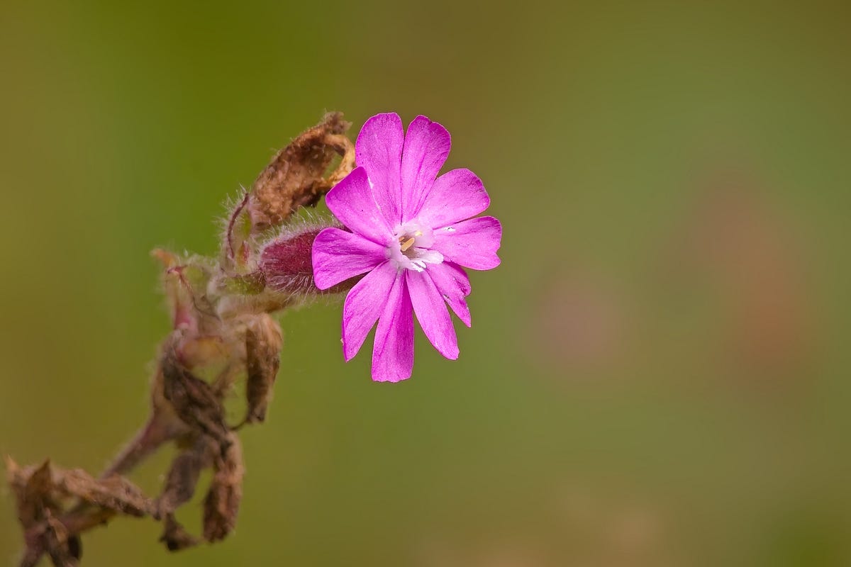 Flower Photography: Telephoto Lens | by Mark Overmars | Full Frame ...