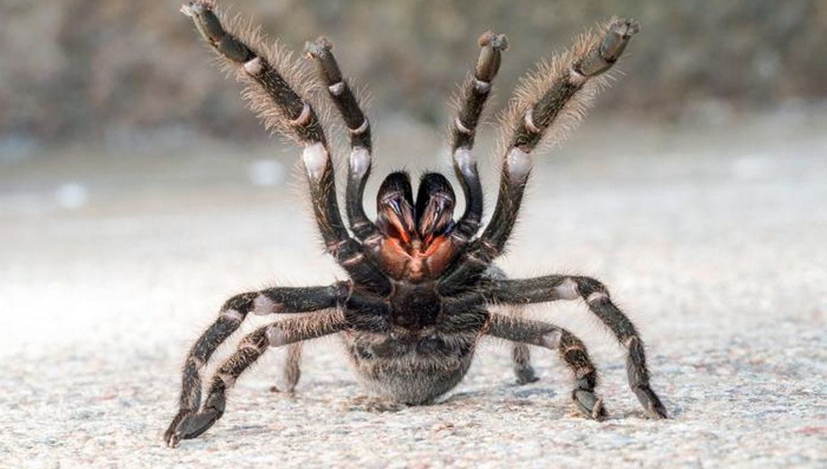 Tarantulas are very good clever spiders They are clever spiders they ...