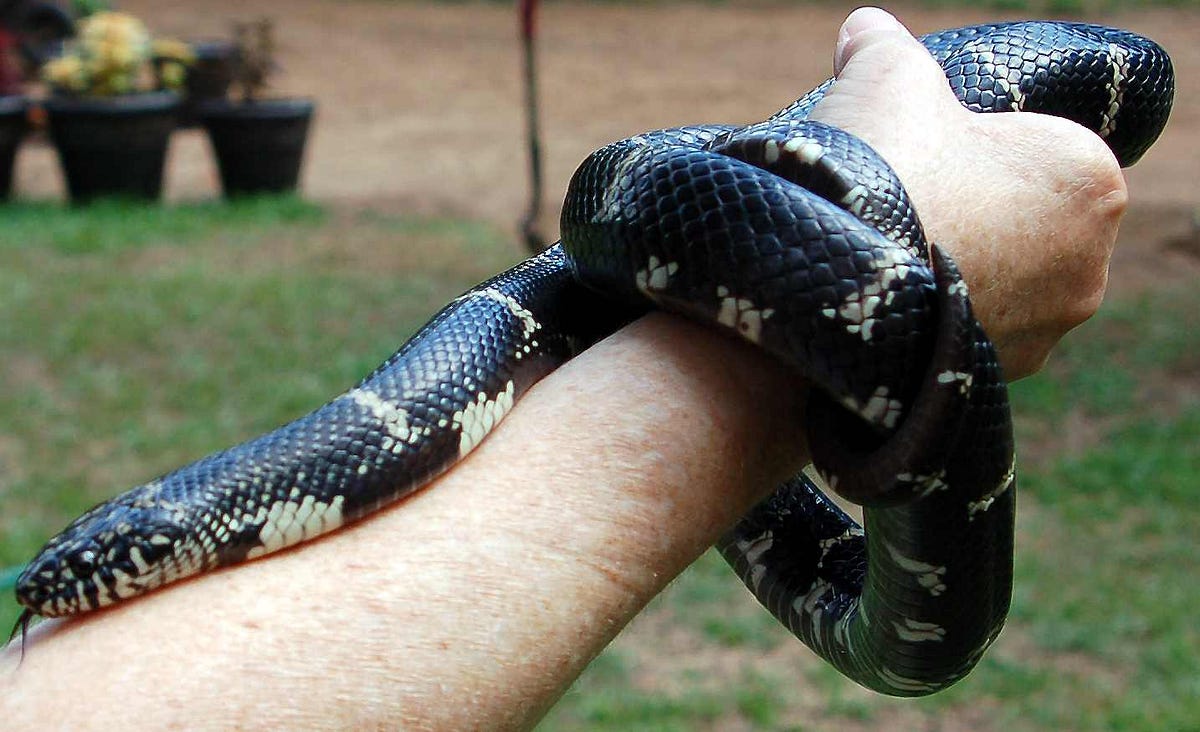 Catching Snakes and No-Self. One of the deepest and most difficult ...